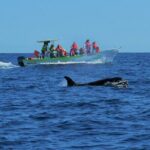 Cabo San Lucas Whale Watching Tour with Photos Included - Who Is This Tour For?