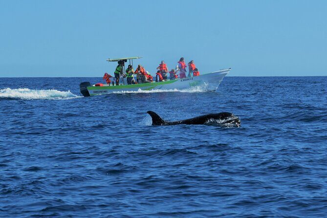 Cabo San Lucas Whale Watching Tour with Photos Included - Who Is This Tour For?