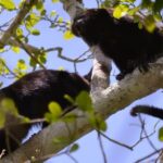 Calakmul Ancient Maya City Tour From Xpujil - Authentic Insights from Previous Travelers