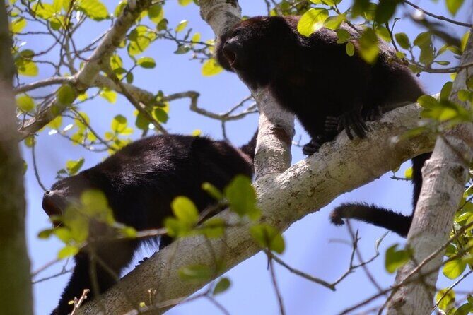 Calakmul Ancient Maya City Tour From Xpujil - Authentic Insights from Previous Travelers