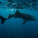 Cancun Whale Shark Encounter - Exploring the Cancun Whale Shark Encounter: A Deep Dive