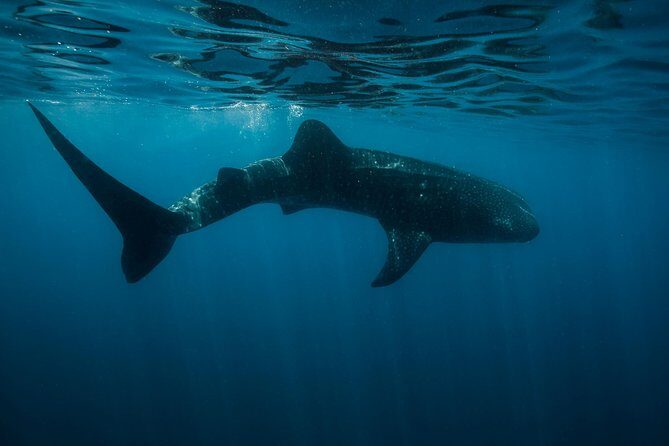 Cancun Whale Shark Encounter - Exploring the Cancun Whale Shark Encounter: A Deep Dive