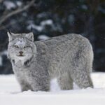 Canmore: Wilderness & Wildlife Tour - 2hr Walk - Who Will Love This Tour?