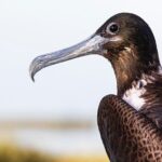 Classic 3-island tour on a shared boat-Entrance Yalahau included- - Meeting Point and Logistics