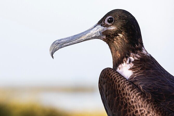 Classic 3-island tour on a shared boat-Entrance Yalahau included- - Meeting Point and Logistics