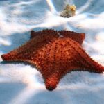 Cozumel Snorkeling Tour: Palancar, Columbia and El Cielo Reefs - How the Tour Balances Cost and Experience