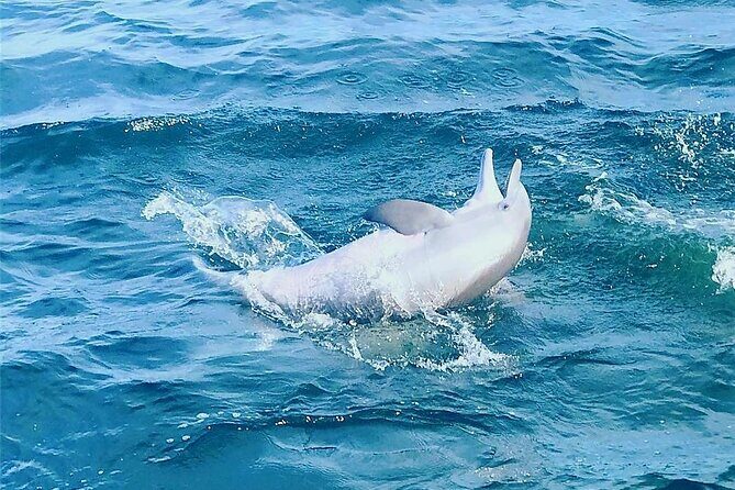 Daily Dolphin Cruise + Sightseeing Tour on Pensacola Beach - The Value of the Tour