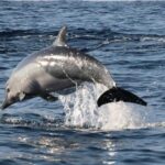 Dolphin Watching - What’s Included & What to Bring