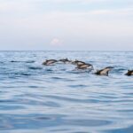Dolphin Watching Tour - Authentic Experiences Highlighted by Reviewers