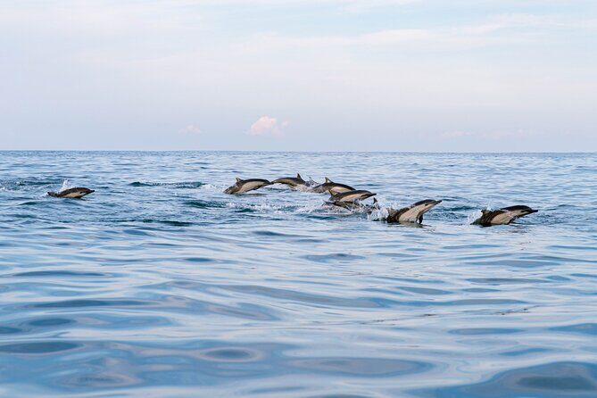 Dolphin Watching Tour - Authentic Experiences Highlighted by Reviewers