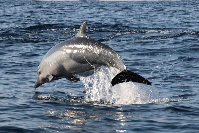 Dolphin Watching - What’s Included & What to Bring