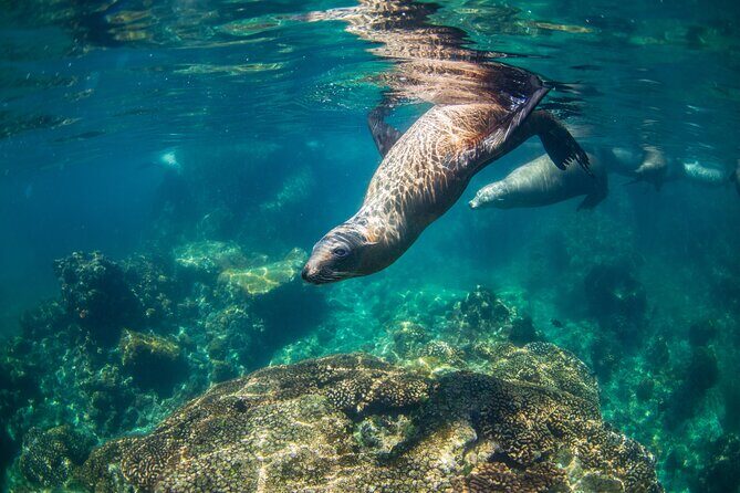 Espiritu Santo Island Snorkel & Sea Lion Adventure - Why the Value Is Impressive