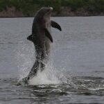 Everglades Manatee, Dolphin and Birding Boat Tour (2 hours) - Who Will Enjoy This Tour?