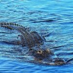 Everglades Tour from Miami with Transportation - Transportation and Group Size
