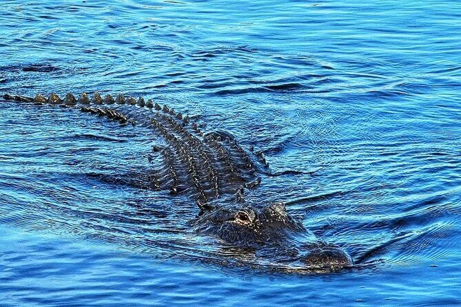 Everglades Tour from Miami with Transportation - Transportation and Group Size