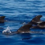 Ft Myers Beach Tiki Pub Fun in the Sun Dolphin Cruise - Itinerary Breakdown and Highlights