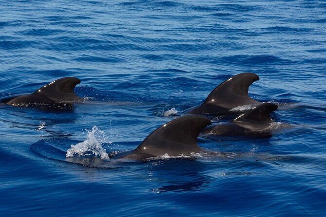 Ft Myers Beach Tiki Pub Fun in the Sun Dolphin Cruise - Itinerary Breakdown and Highlights