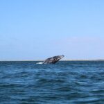 Full Day Gray Whale Watching Experience - The Whale Sighting Experience