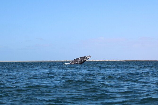 Full Day Gray Whale Watching Experience - The Whale Sighting Experience