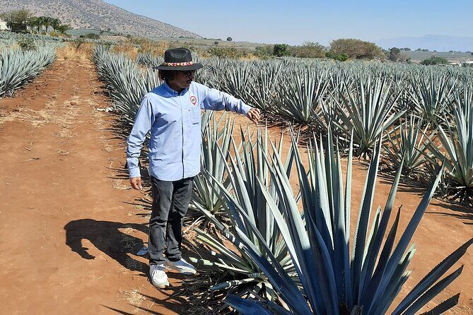 Full-Day Tequila Tour from Guadalajara - What the Tour Entails
