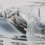 Full Day Whale Watching Campbell River - Why This Tour Offers Great Value