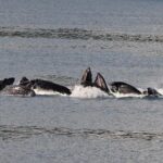 Guaranteed Whale Watching Adventure - Exploring the Itinerary: What You Can Expect