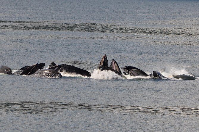 Guaranteed Whale Watching Adventure - Exploring the Itinerary: What You Can Expect