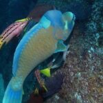 Guided by Divemaster, Cabo San Lucas short Snorkeling Tour MANTA - What to Expect on Your Snorkeling Adventure