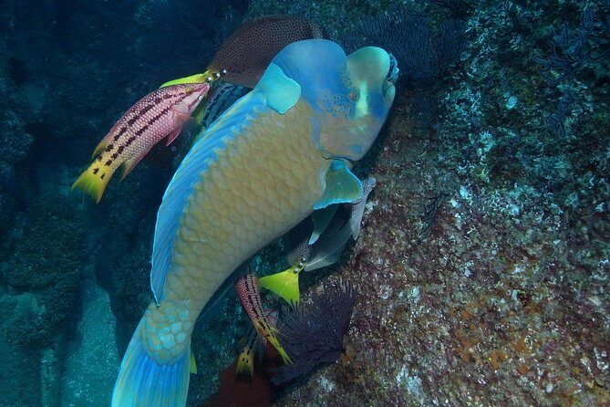 Guided by Divemaster, Cabo San Lucas short Snorkeling Tour MANTA - What to Expect on Your Snorkeling Adventure