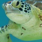 Half Day Akumal Beach Swim and Snorkel with Turtles Experience - Final Words