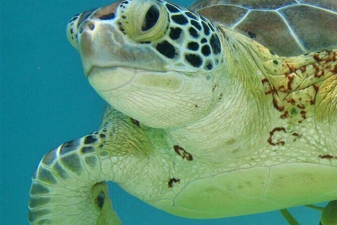 Half Day Akumal Beach Swim and Snorkel with Turtles Experience - Final Words