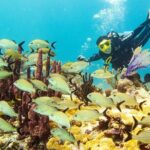 Half-Day Scuba Diving in Playa del Carmen for Small-Group - What Makes This Tour Stand Out?