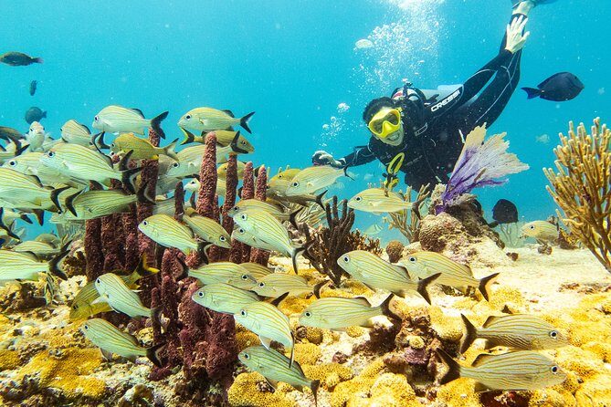 Half-Day Scuba Diving in Playa del Carmen for Small-Group - What Makes This Tour Stand Out?