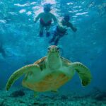 Hidden Cenote Swim: Snorkeling, Sea Turtles and Beachside Lunch - Who Will Love This Tour?