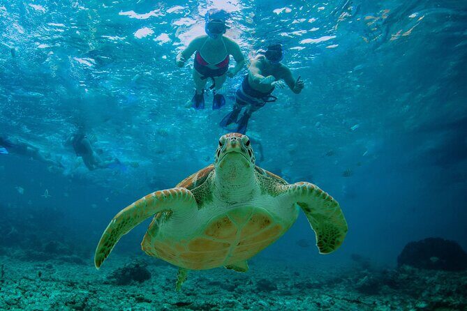 Hidden Cenote Swim: Snorkeling, Sea Turtles and Beachside Lunch - Who Will Love This Tour?
