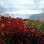 Hidden Gems | Banff | Icefields Parkway | Off The Beaten Path - The Itinerary Breakdown – What to Expect at Each Stop