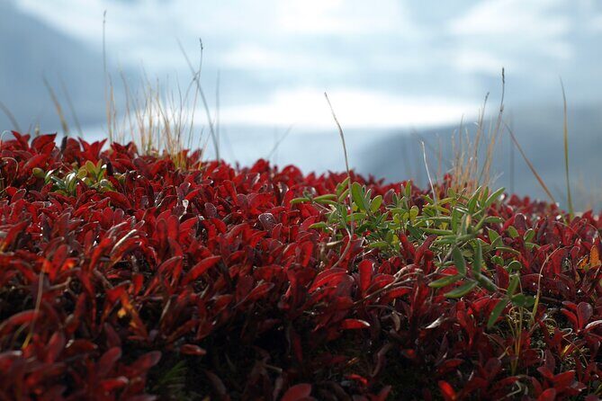 Hidden Gems | Banff | Icefields Parkway | Off The Beaten Path - The Itinerary Breakdown – What to Expect at Each Stop