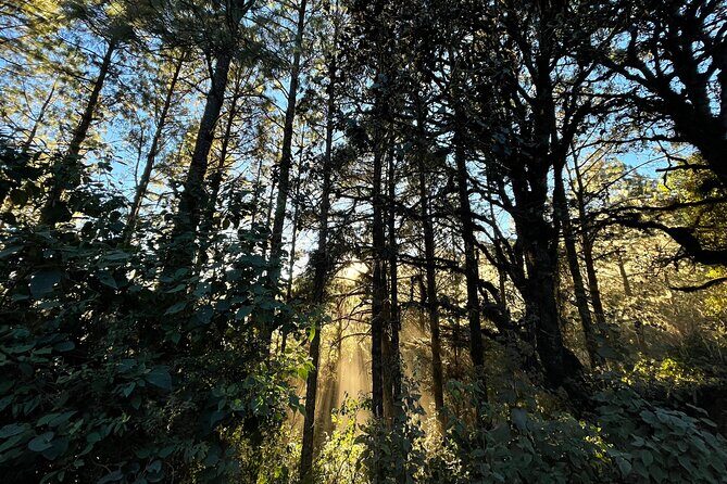 Hiking in the Sierra Norte of Oaxaca - Why Travelers Love This Tour