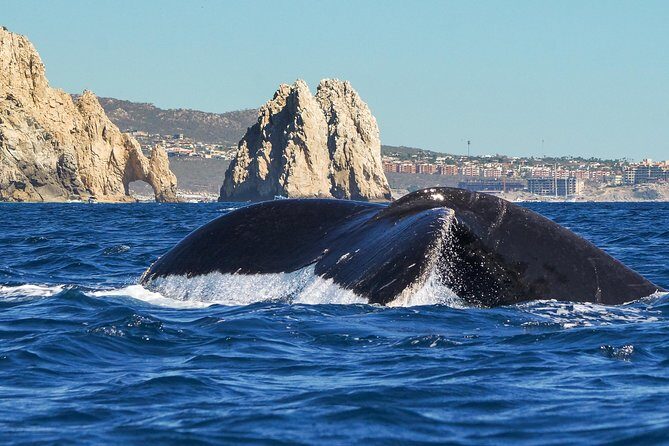 Humpback Whales in Cabo San Lucas - An Authentic and Educational Whale-Watching Adventure