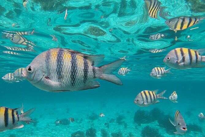Isla Mujeres Snorkeling Adventure at the Underwater Museum - Detailed Breakdown of the Itinerary