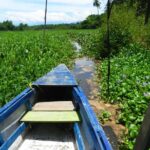 Jungle Coyuca Lagoon Boat Ride Experience & Baby Turtle Release - What Could Be Better?
