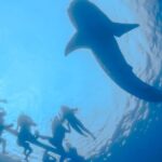 La Paz Whale Shark Snorkeling Tour and Lunch From Los Cabos - Practical Tips & Things to Keep in Mind