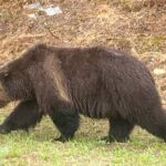 Lake Louise, Moraine Lake and the Icefields Parkway Full-Day Tour - Authentic Experiences from Fellow Travelers