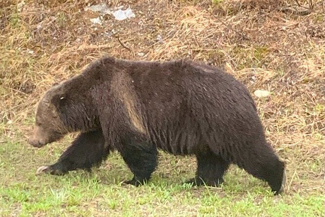 Lake Louise, Moraine Lake and the Icefields Parkway Full-Day Tour - Authentic Experiences from Fellow Travelers