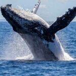 Los Cabos Private Yacht Whale Watching Tour, Snorkel and Drinks - The Itinerary: What to Expect on Your Private Yacht Adventure