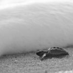 Los Cabos turtle release conservation program - Authentic Insights from Reviewers