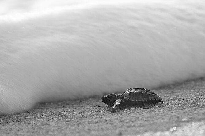 Los Cabos turtle release conservation program - Authentic Insights from Reviewers