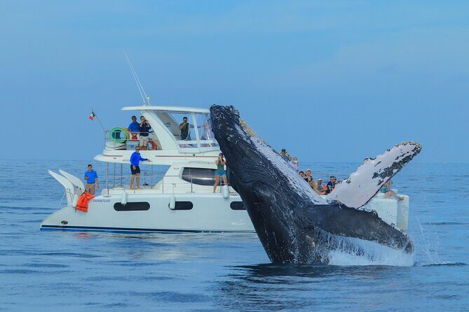 Luxury Catamaran Whale Watching Cabo San Lucas - Who Will Love This Tour?
