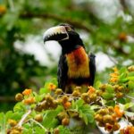 Mahahual and Costa Maya Birdwatching - What Sets This Tour Apart