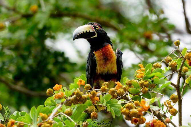 Mahahual and Costa Maya Birdwatching - What Sets This Tour Apart